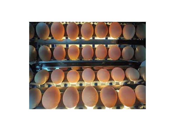 Egg Grader | Egg grading machines - 101B | ETW International