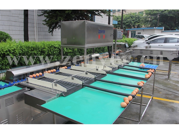 Complete Egg Processing Line | Food Industry Companies - 302AS | ETW International